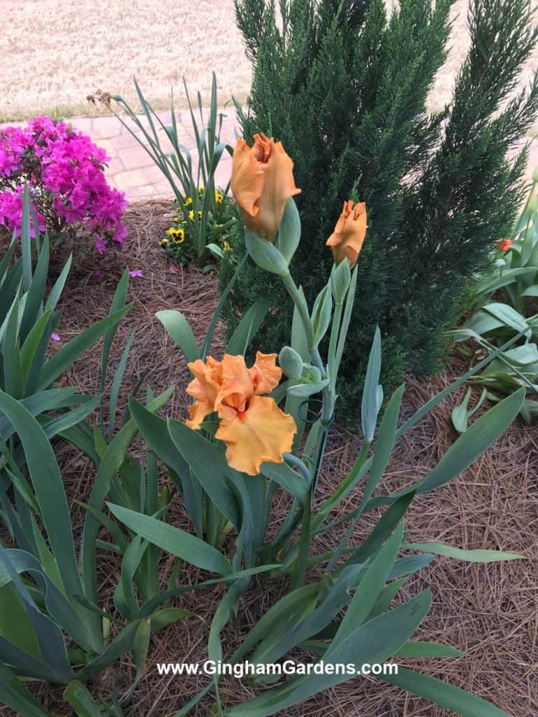 The Best Spring Flowers and Tips for Growing Them - Gingham Gardens