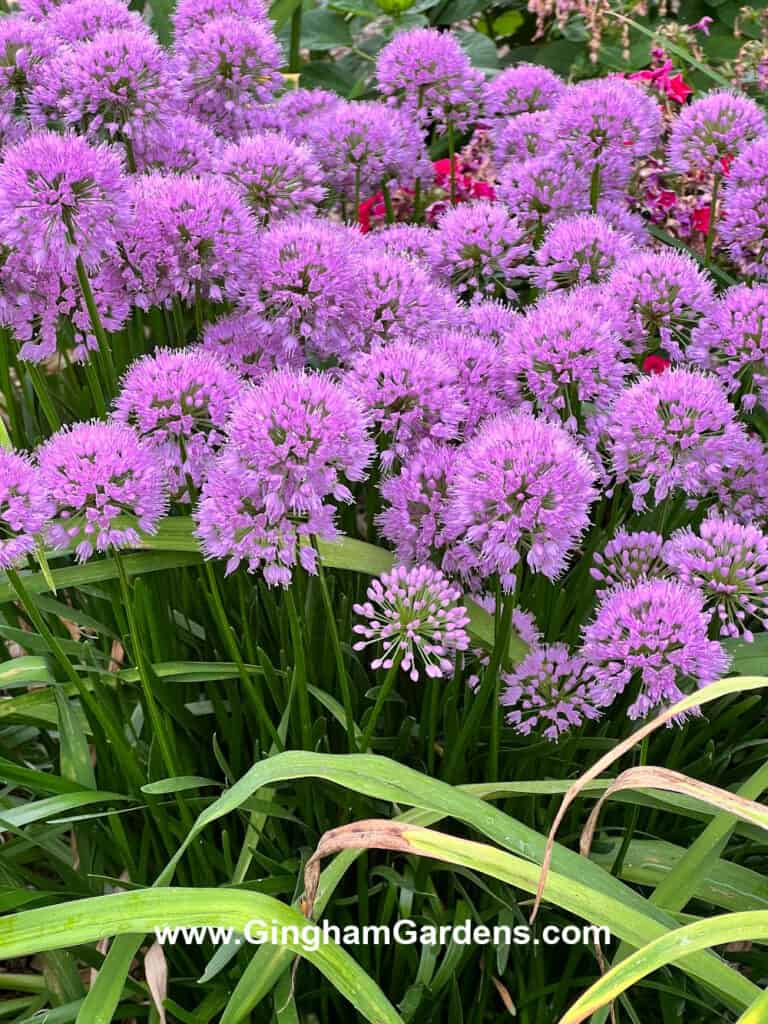 Tips For Gardening in Late Summer (Plus a Garden Tour) - Gingham Gardens