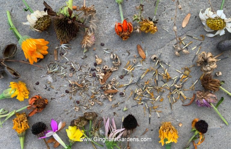 Gardening in the Fall - Gingham Gardens