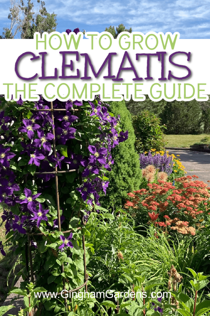 Growing Clematis (the Complete Guide) - Gingham Gardens