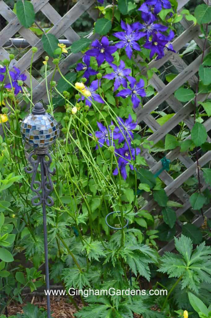 Growing Clematis (the Complete Guide) - Gingham Gardens