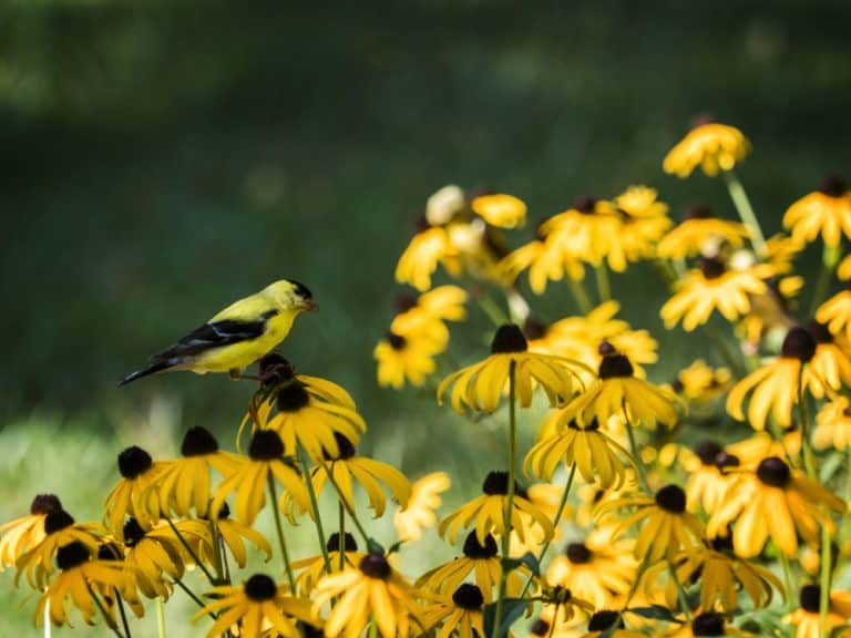 12 Brilliant Tips for Creating a Bird Friendly Flower Garden - Gingham ...