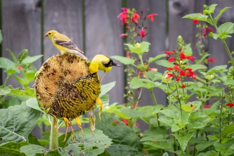 12 Brilliant Tips for Creating a Bird Friendly Flower Garden - Gingham ...