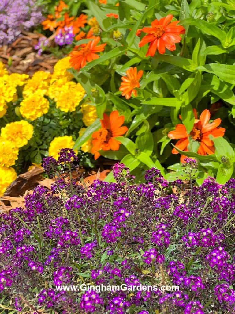 Winning Color Combinations in a Flower Garden - Gingham Gardens