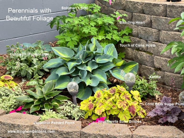 Perennial Plants With Beautiful Foliage - Gingham Gardens