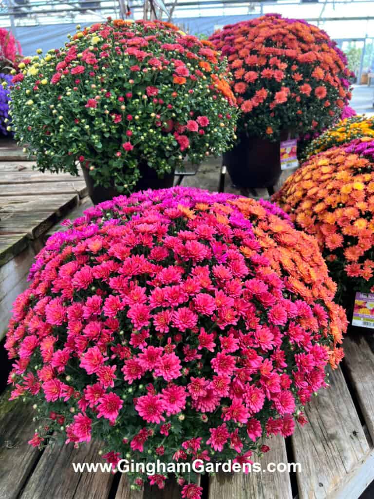 Tough Annual Flowers That Can Survive a Fall Frost - Gingham Gardens